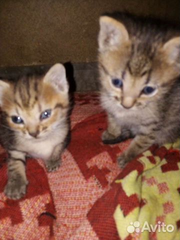 Чудо чудесное