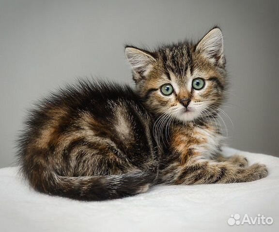 Пуся номер один), просто красивая котодевочка