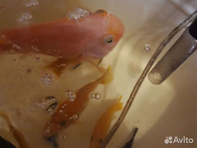 Аквариумные рыбки цихлиды