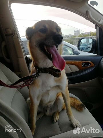 Ричард молодой кобель