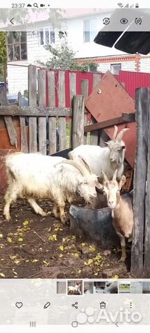 Продается одна коза и два козла