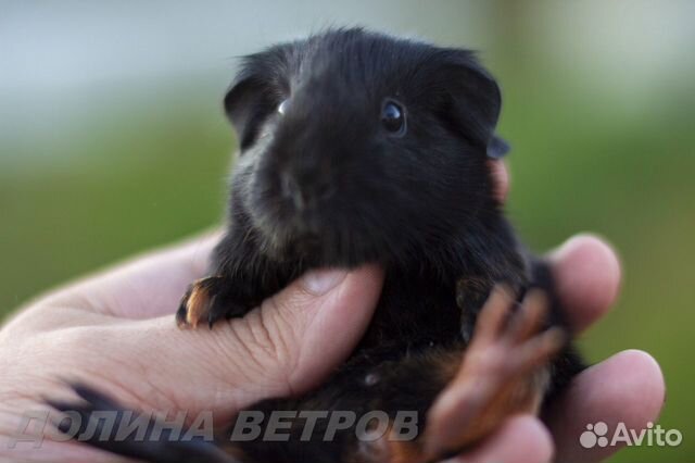 Морская свинка мальчик черепаховый