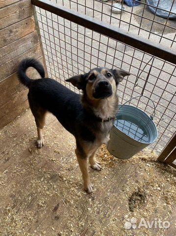 Маленькой Чернике нужен дом