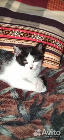 Рыжий котик и черненькая кошечка ищут хозяев