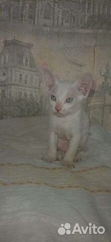 Донской сфинкс котенок