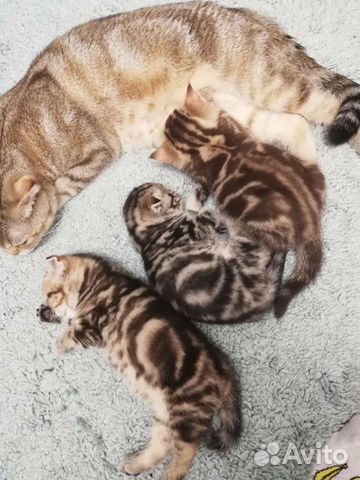 Шотландские котята