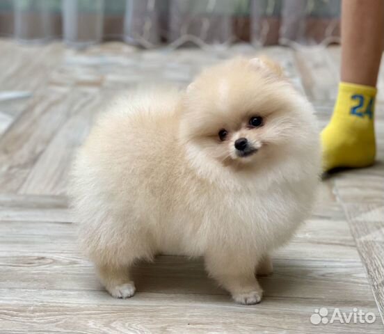 Померанский шпиц