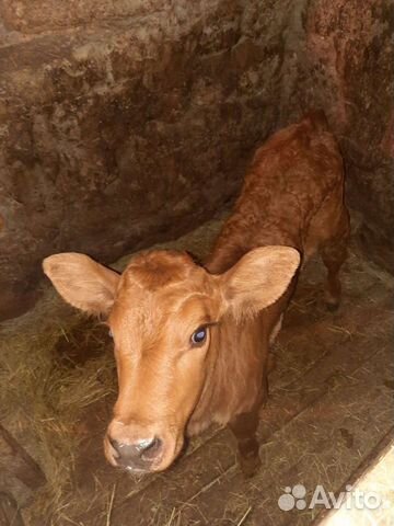 Племенные телята, телята