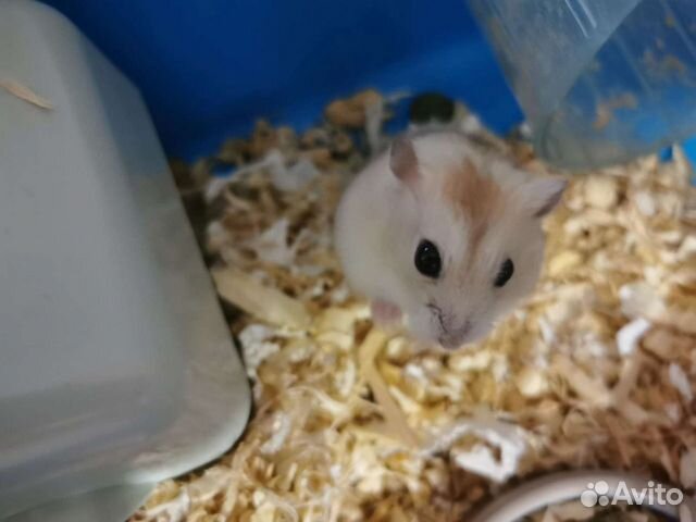 Джунгарик мандаринка