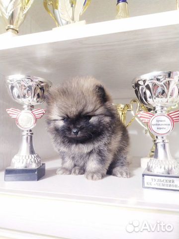 Супер mini pomeranian (померанский шпиц)