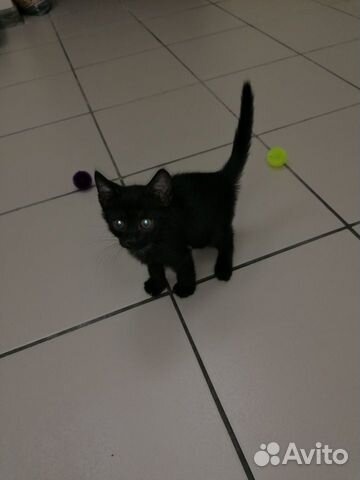 Котенок в дар