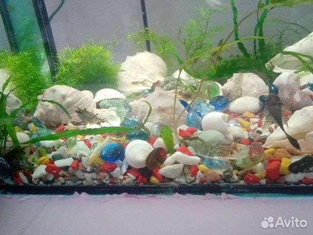 Аквариумные креветки макробрахиум