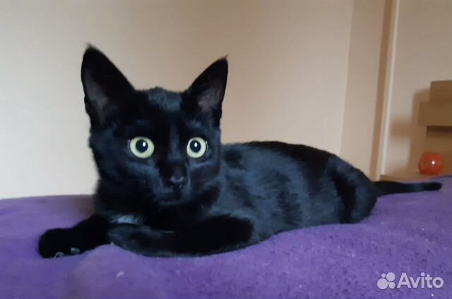 Удивительный котенок Лоран 4,5 месяца в добрые рук