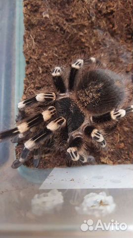 Паук птицеед