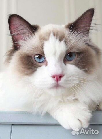 Котик рэгдолл