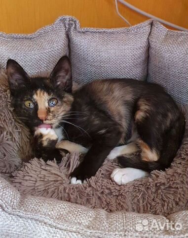 Котенок в хорошие руки