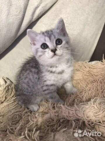 Шотладские котята