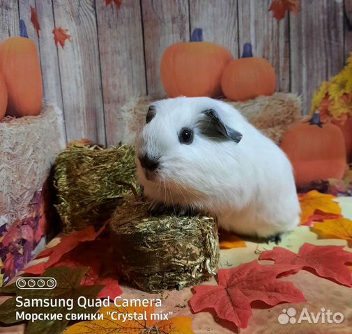 Морская свинка,девочка-красавица