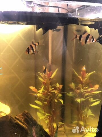 Отдам бесплатно рыбок «Барбус» 10 шт