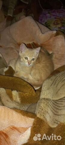 Рыженький котёнок