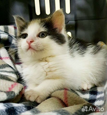 Котенок 1,5 месяца