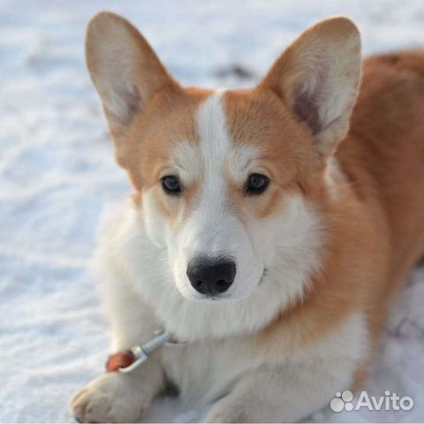 Вязка корги