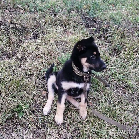 Щеночек девочка