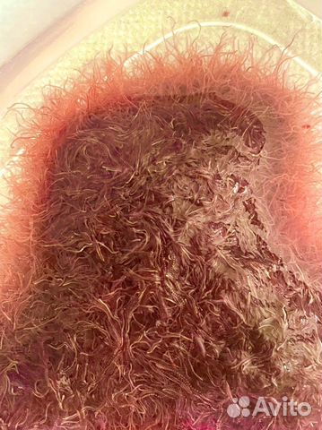 Трубочник живой