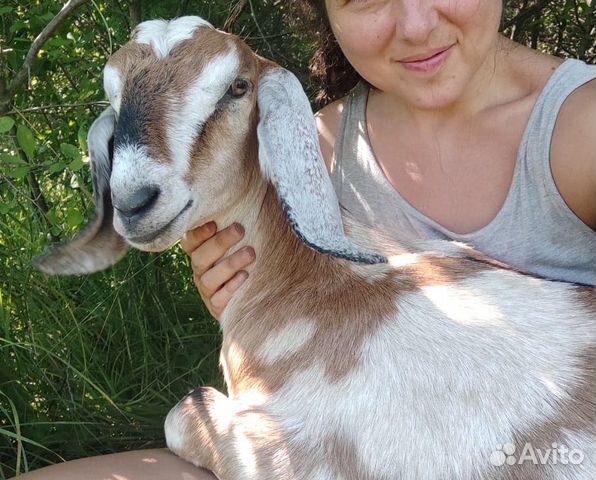 Англо-нубийская лунно-пятнистая козочка 100процен