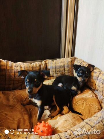 Мини той-терьер щенки