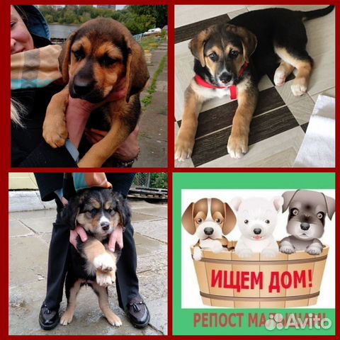 Малышкам очень нужен дом