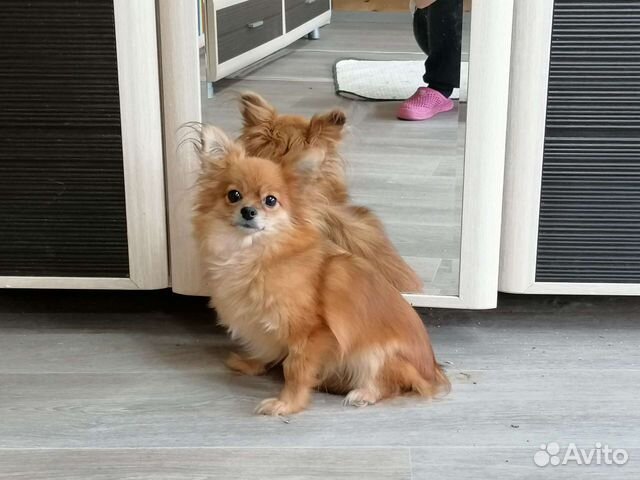 Чихуахуа девочка взрослая