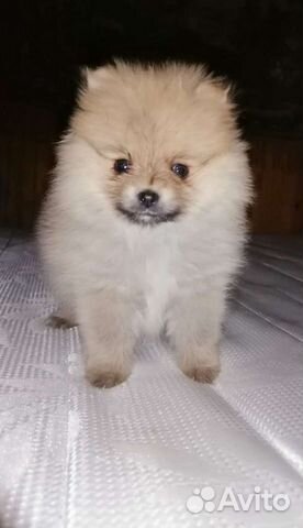 Померанский шпиц мини щенок