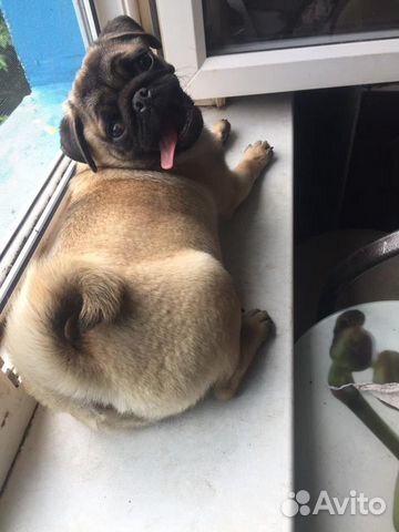 Мопс