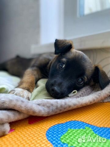 Лучший друг в Ваш дом/щенок/собака