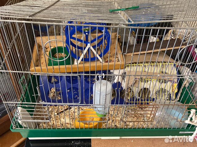 Сдам хомяка вместе с клеткой бесплатно и доставкой