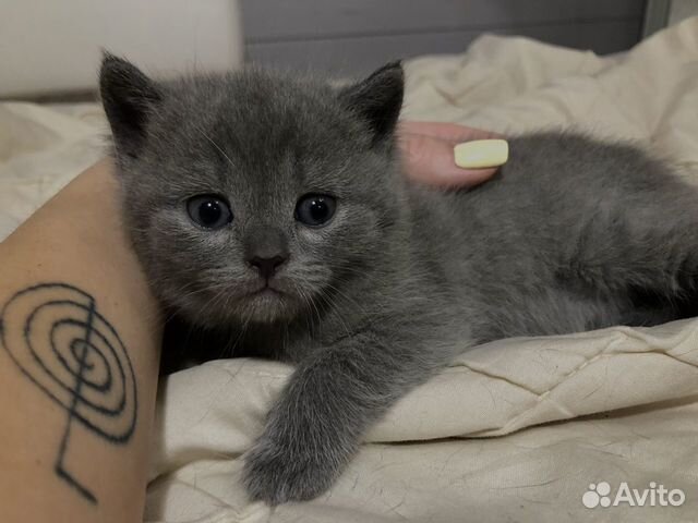 Шотланский котенок