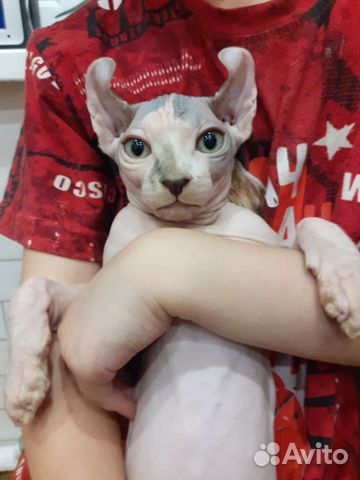 Канадский сфинкс эльф котенок