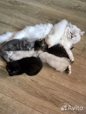 Британские котята