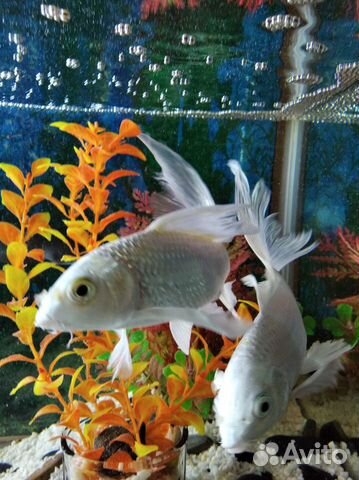 Японский карп / Огон (Ogon)