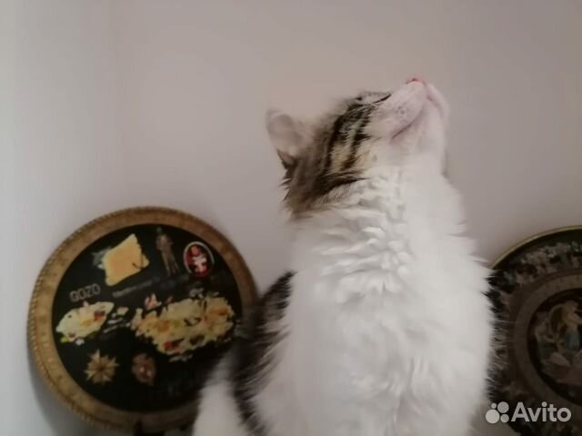 Котенок в дар