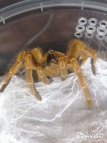 Самец Pterinochilus Murinus