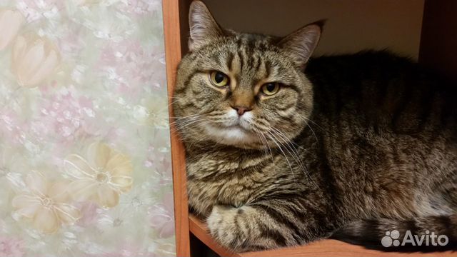 Отдадим кота британца добрым людям