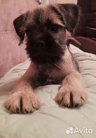 Цвергшнауцер щенок