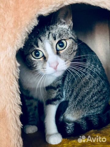 Сима - не кошка, а мечта