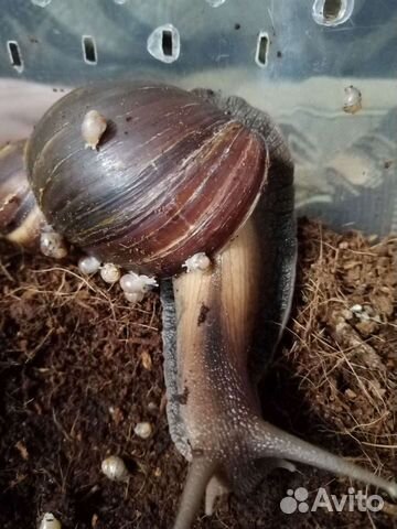 Улитка ахатинка