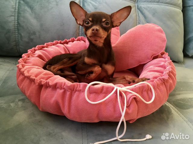 Вязка русский той