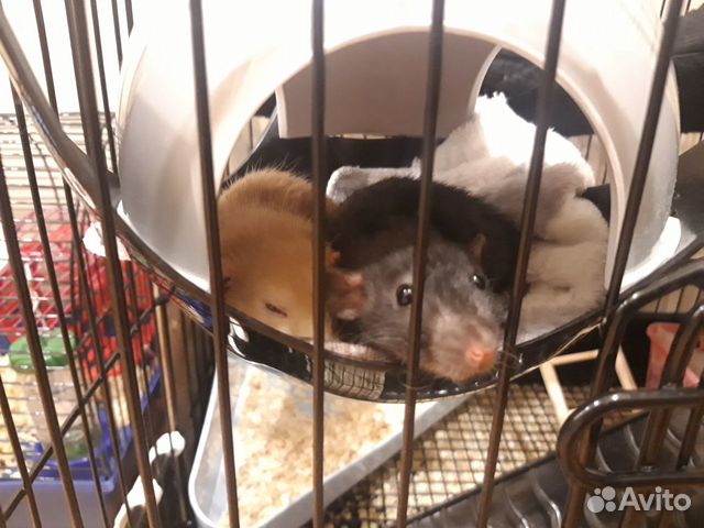 Отдам в добрые руки двух крыс дамбо