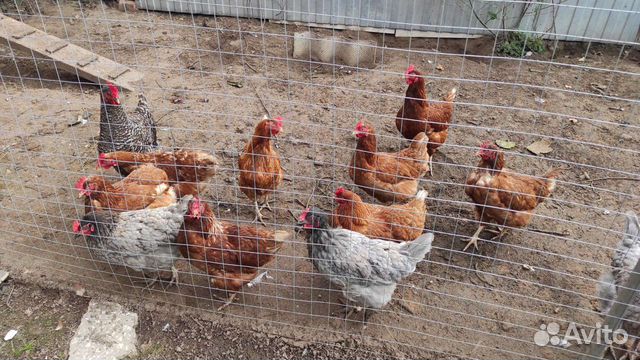 Куры несушки