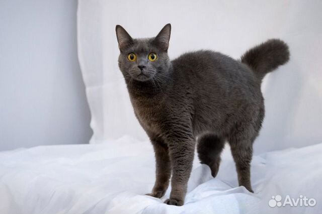 Игривая, воспитанная Сонечка в поисках дома